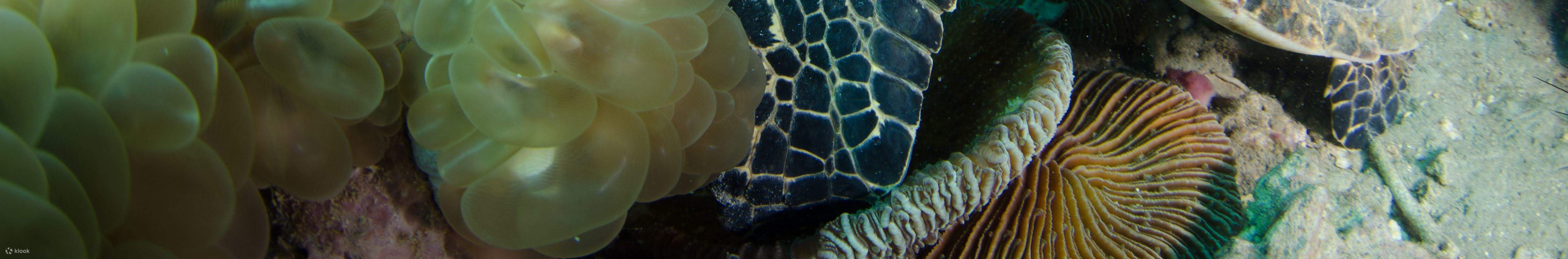 Full-Day Dive Trip [3 Dives] in Koh Chang with PADI 5 Star IDC | Dive ...